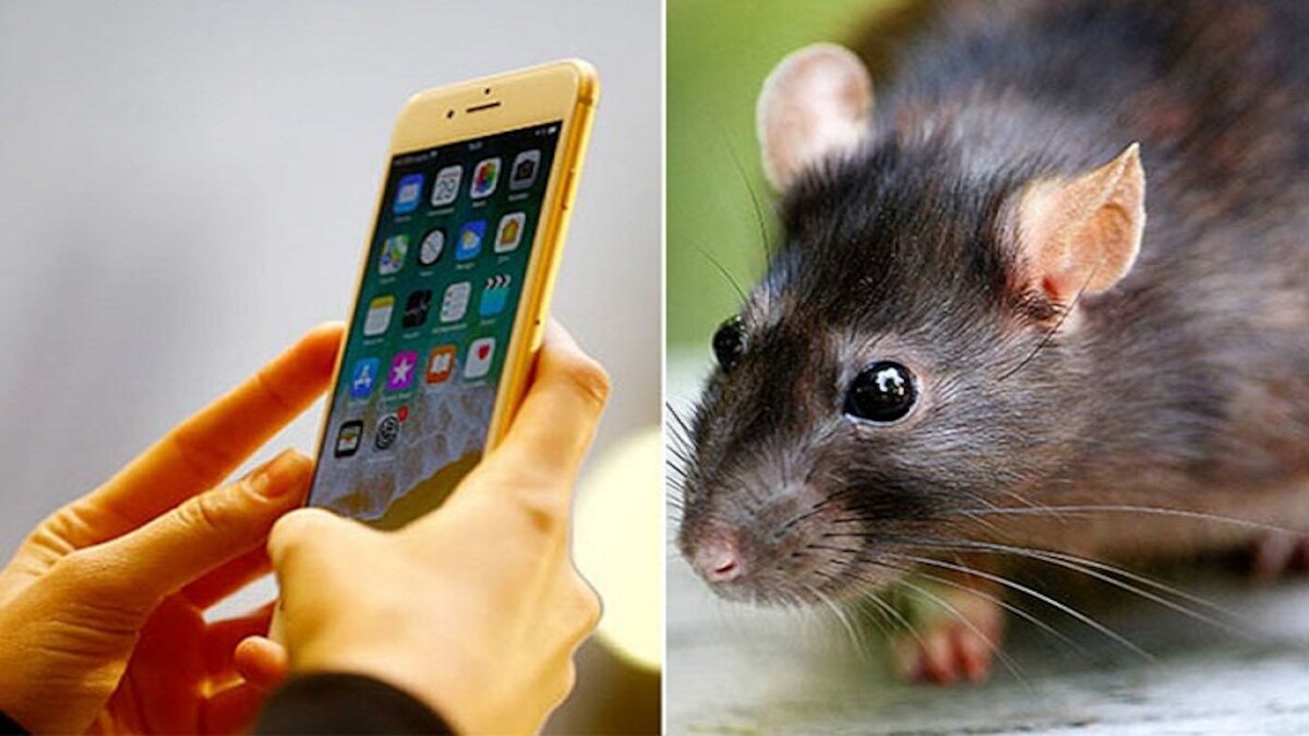 उंदिर घालवण्यासाठी नवीन मोबाईल अॅप! – News18 लोकमत