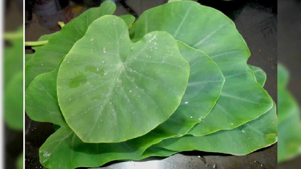 पित्त आणि कफनाशक आहे 'ही' भाजी; जाणून घ्या फायदे health colocasia ...