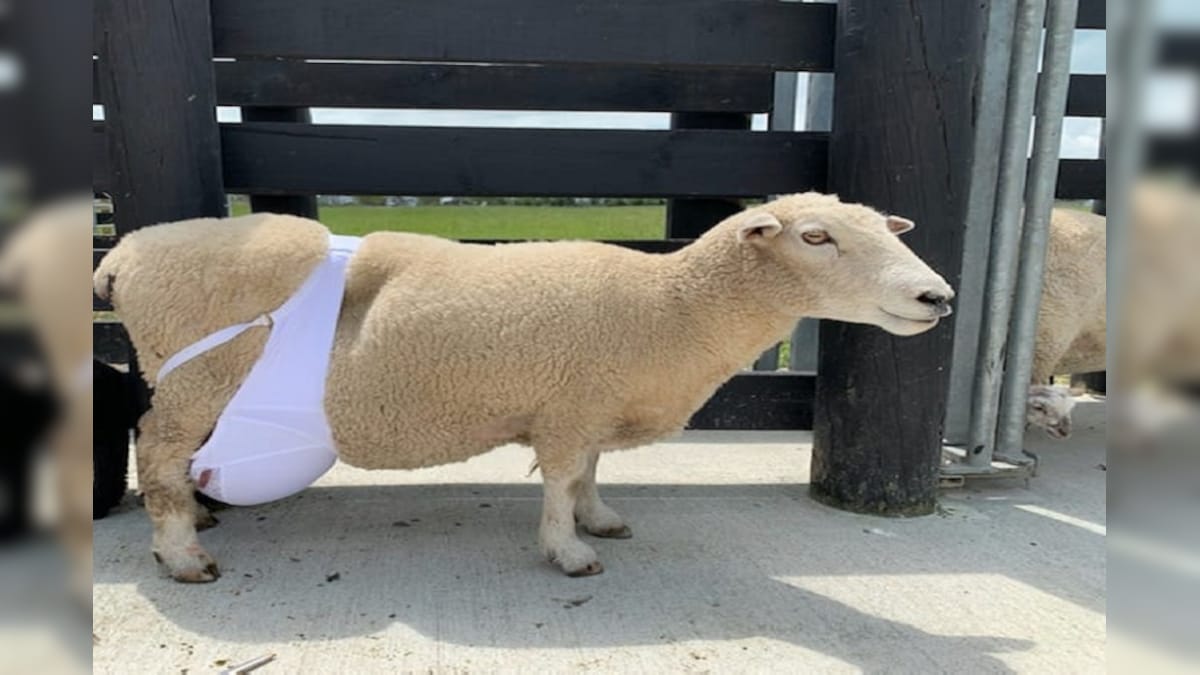 चक्क मेंढीने घातली ब्रा, हे आहे सोशल मीडियावर VIRAL झालेल्या फोटो मागचे ...