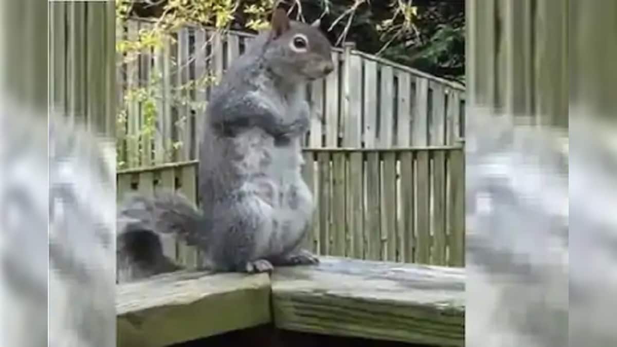 Lockdown मध्ये कपालभाती करणारी ही खार झाली स्टार, पाहा VIDEO coronavirus lockdown squirrel-doing ...
