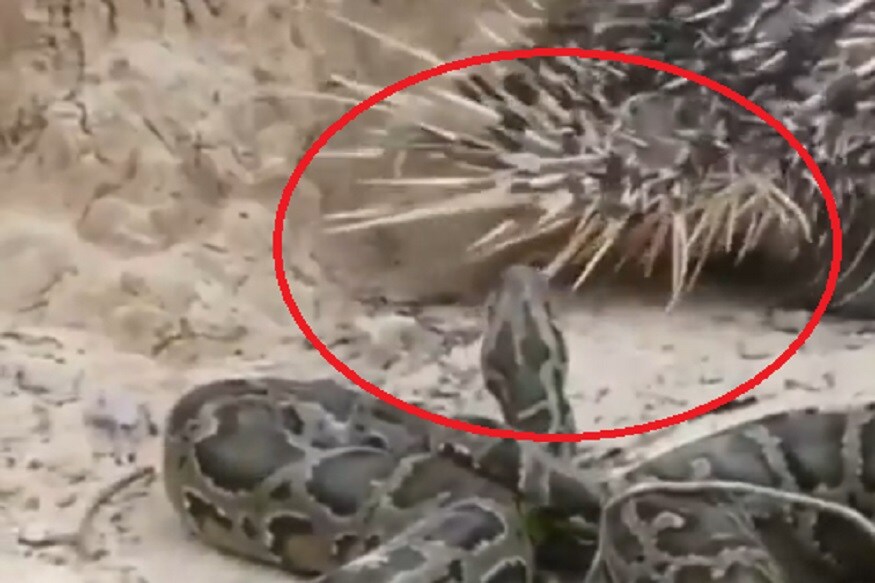 अजगर आणि साळींदरामध्ये जोरदार झटापट, थरारक VIDEO व्हायरल Python and ...