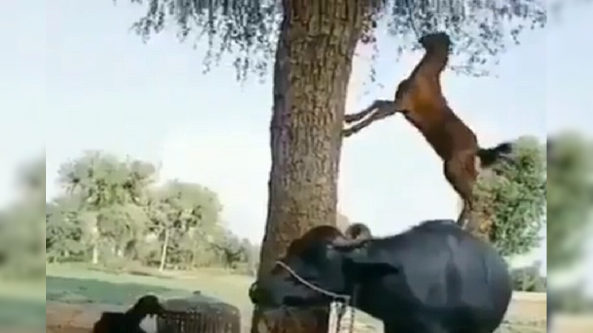 Smart Goat चार खाण्यासाठी बकरीने केला जुगाड, Video पाहून कराल कौतुक ...