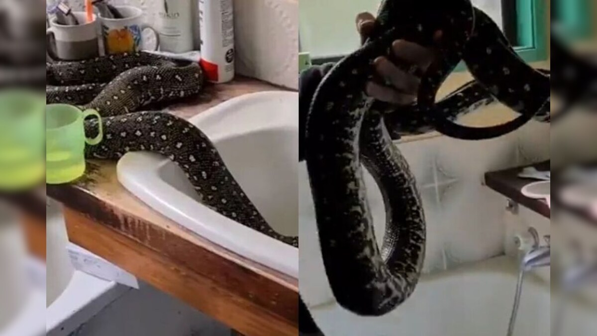 VIDEO : अगदी शांतपणे पकडला सिंकमध्ये आलेला भलामोठा पायथॉन, नेटकरी ...