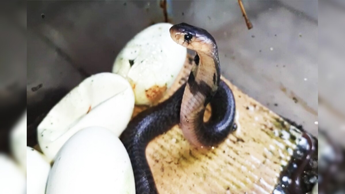 शेवटी किंग क्रोबाची पिल्लं, अंडीतून बाहेर पडतानाचा दुर्मिळ VIDEO baby ...