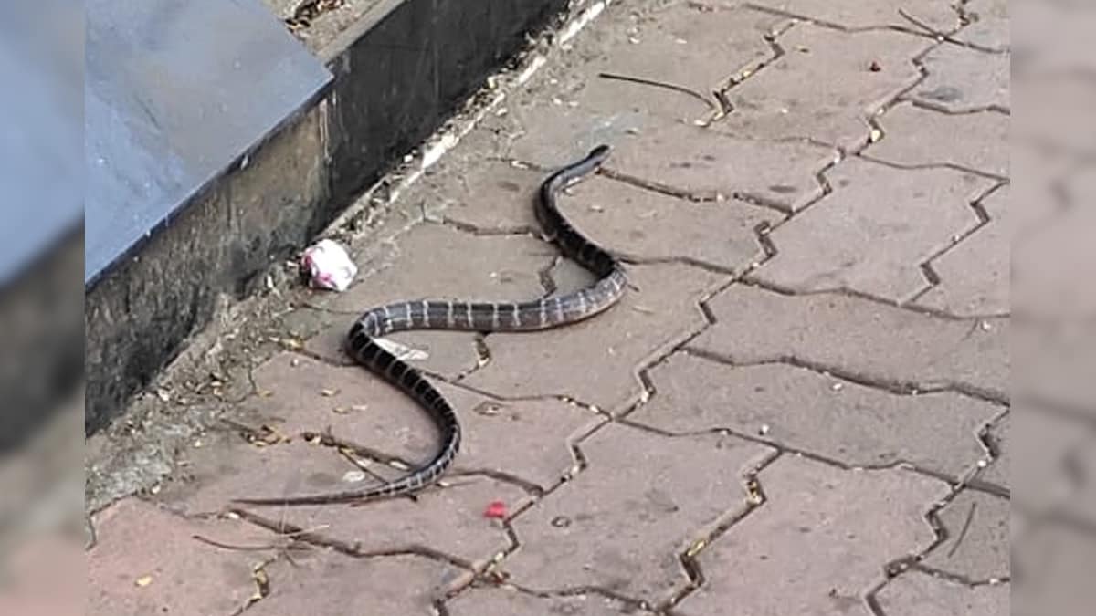 डोंबिवलीत शिवरायांच्या पुतळ्याजवळ आढळला सर्वात विषारी साप, VIDEO The ...