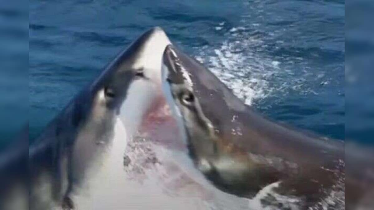 Shark Vs shark : समुद्रात रंगलं युद्ध; लढाईचा थरारक VIDEO VIRAL ...