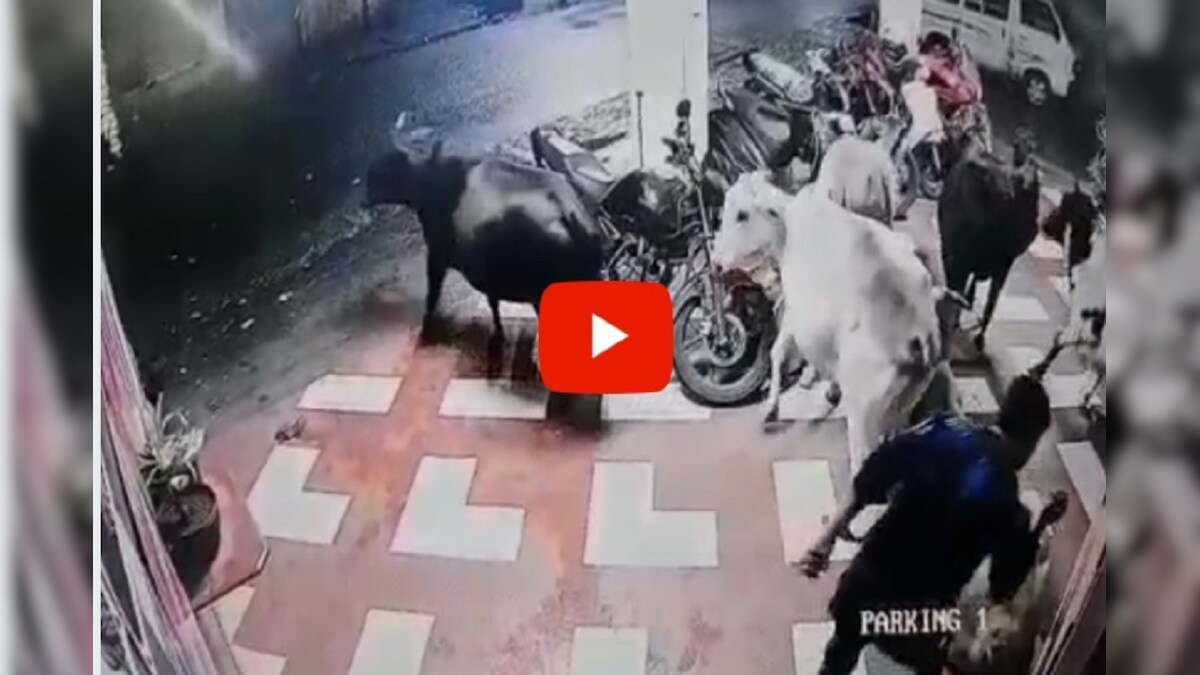 Cow theft by injections in Lonavala: लोणावळ्यात गाई चोरीची धक्कादायक ...