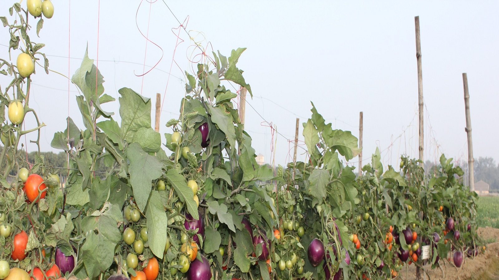 भाज्यांची आणि फळांची उत्पादकता वाढवण्यासाठी ग्राफ्टिंगचा वापर केला जातो ...