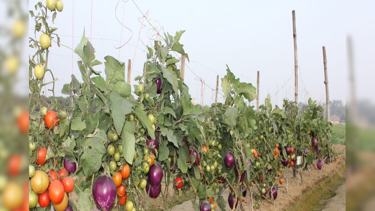 भाज्यांची आणि फळांची उत्पादकता वाढवण्यासाठी ग्राफ्टिंगचा वापर केला जातो ...