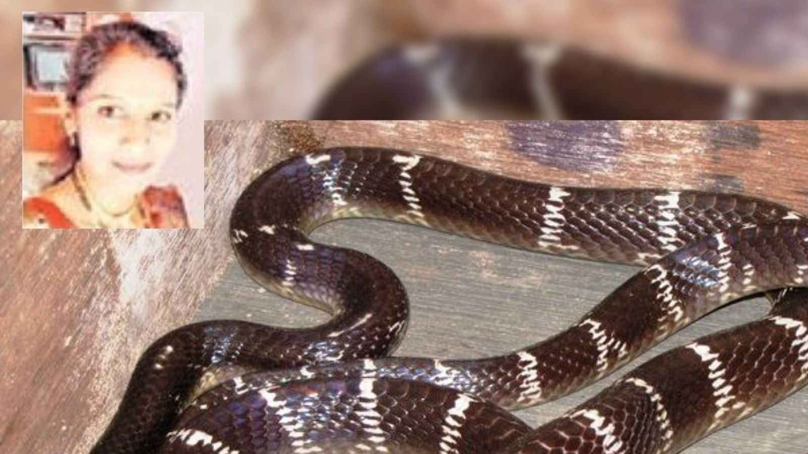 सांगली: मण्यारचा दंश झालेल्या सायलीची मृत्यूशी झुंज अपयशी; भावानंतर ...