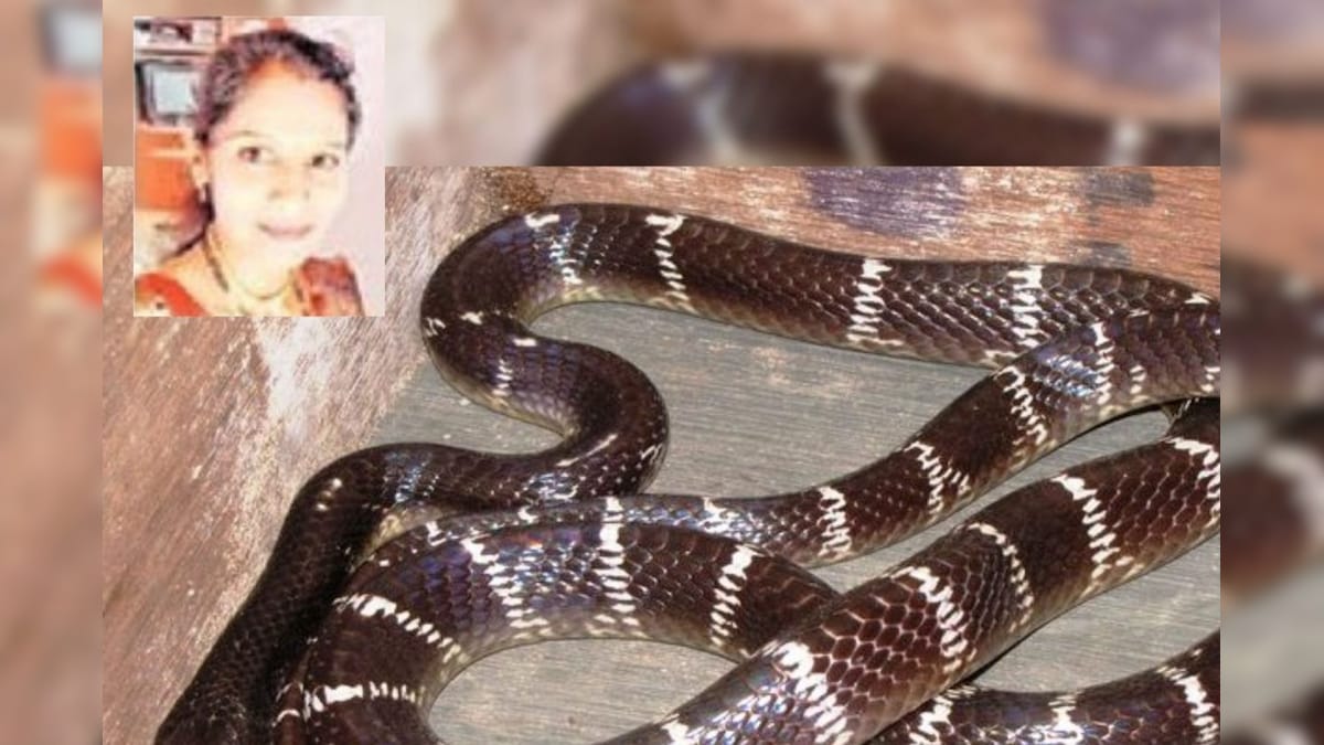 सांगली: मण्यारचा दंश झालेल्या सायलीची मृत्यूशी झुंज अपयशी; भावानंतर ...