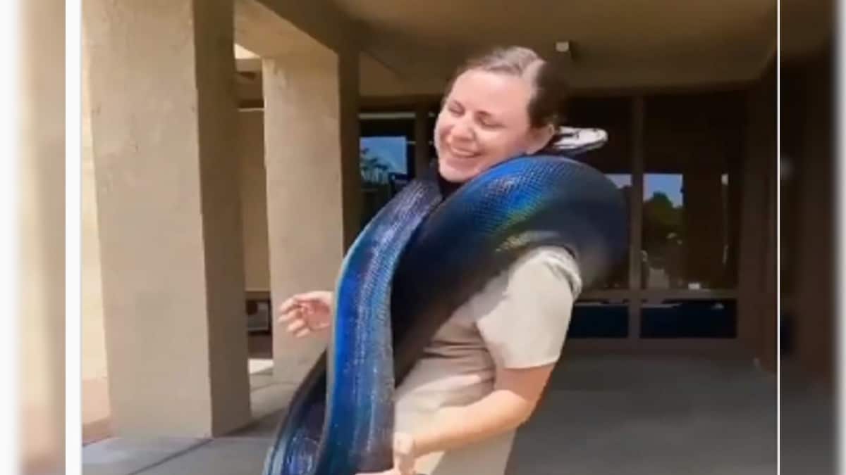 महाकाय अजगराने महिलेच्या मानेभोवती घातला विळखा आणि...; थरकाप उडवणारा ...