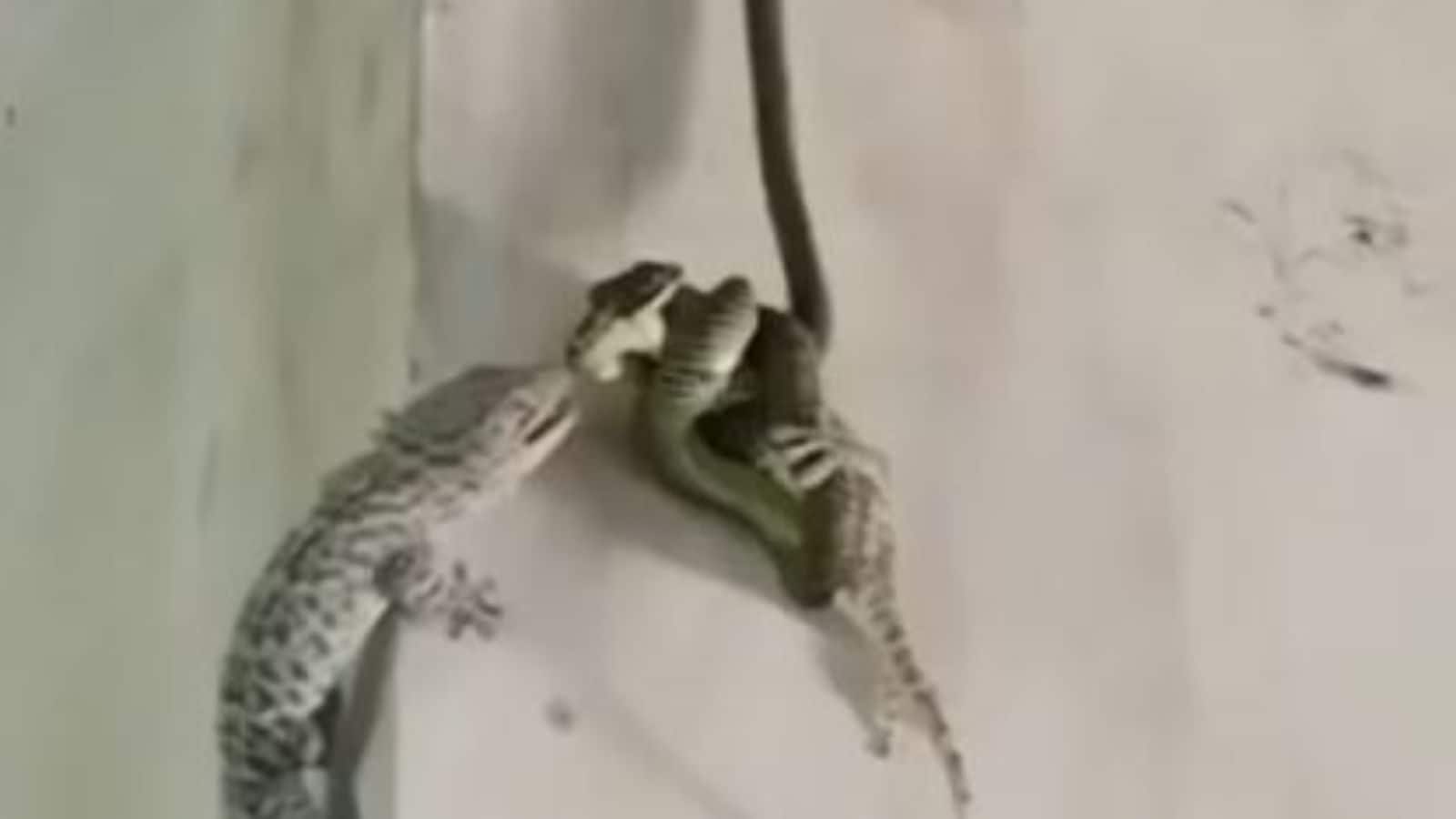 Shocking fight video of lizard and snake goes viral on social media ...