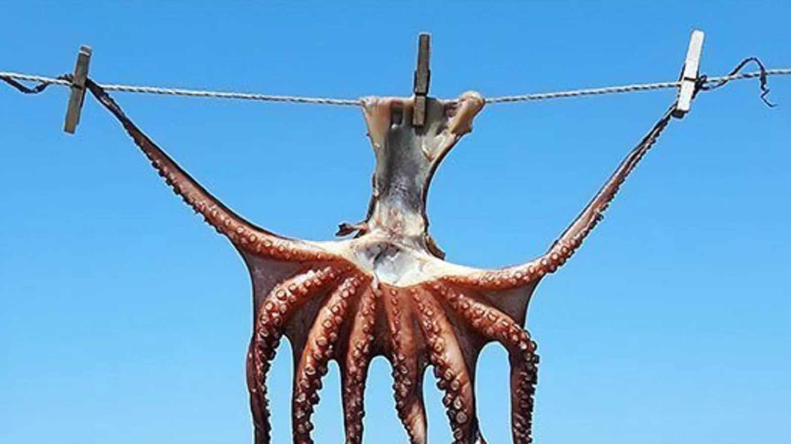 Scientists call for the world's first OCTOPUS FARM that is set to open ...