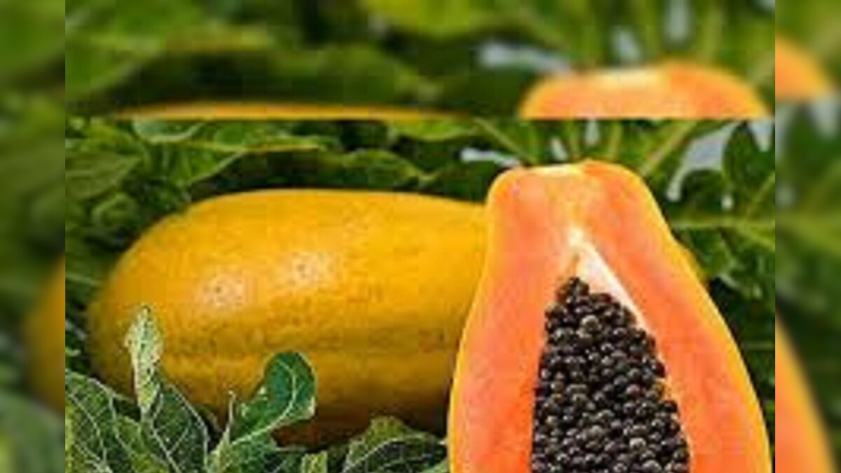 Papaya seed benefits for health rp - Papaya Seed Benefits: पपईच्या ...