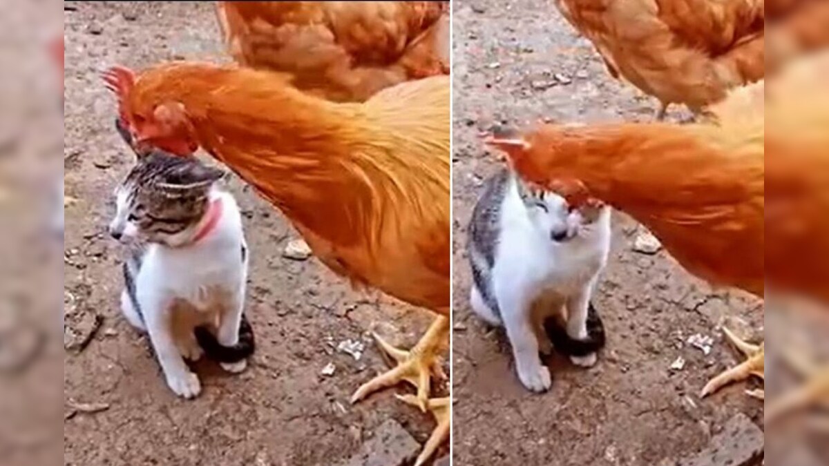 Funny fight of chicken and cat video goes viral on social media mhkp ...