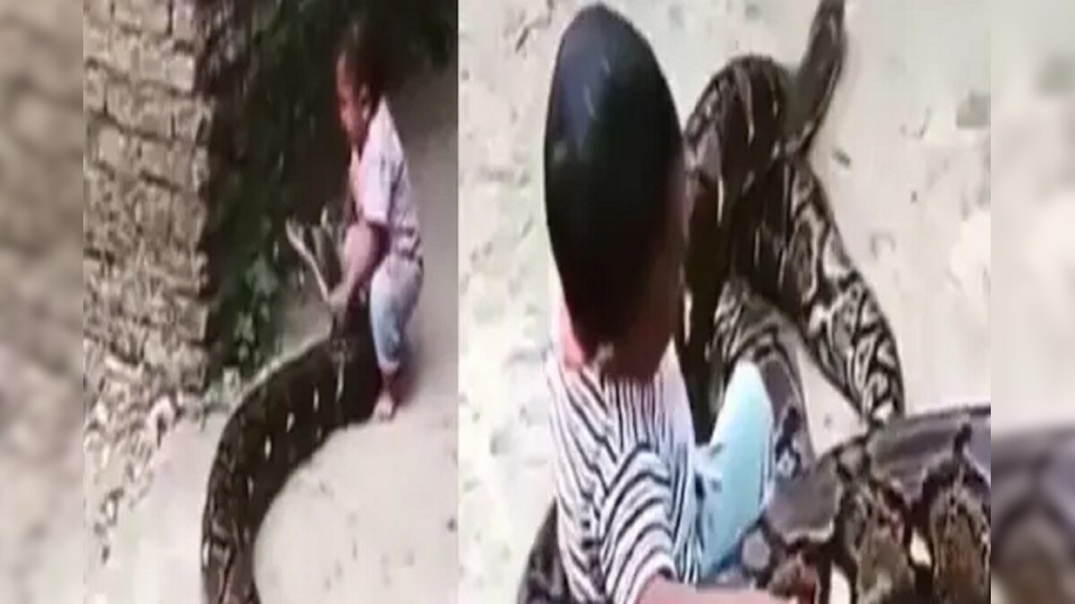 Child playing with 10 feet python shocking video viral mhpl - Shocking ...