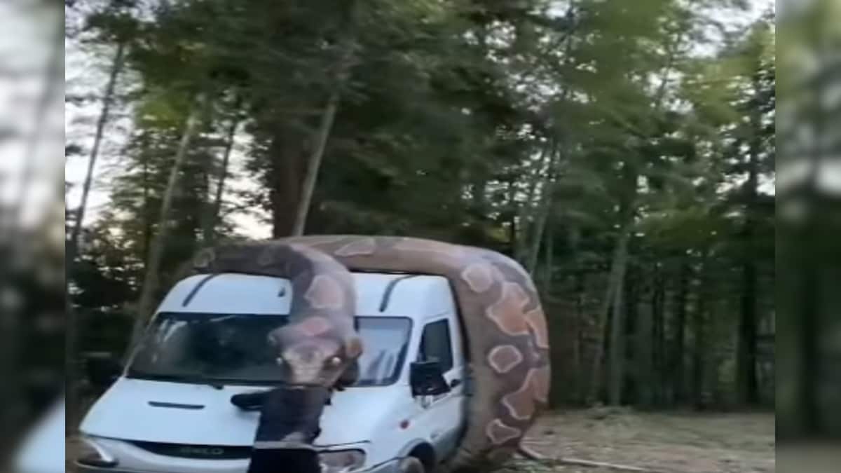 Python eating man head in snake mouth animal shocking video viral mhpl ...