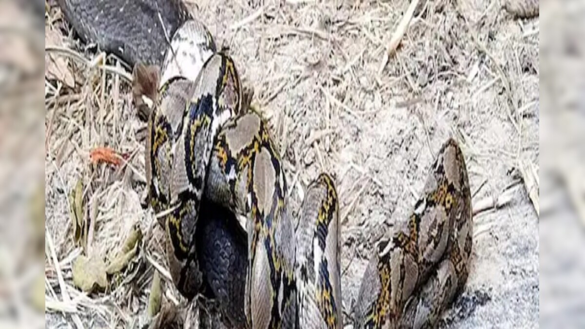 King cobra python fight video viral watch the end mhpl - Cobra Python ...