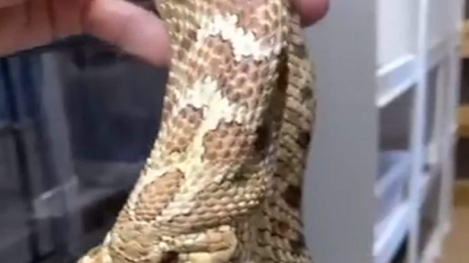 Snake swallowing itself shocking video - धक्कादायक! स्वतःलाच जिवंत ...