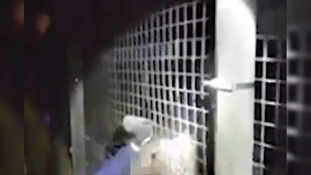 Uk florida naples zoo tiger attack on zoo worker horrific moment video ...