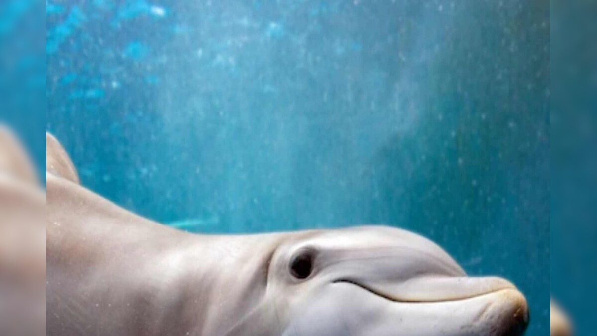 Dolphins Female Sexual Anatomy clitoris much like humans mh pr ...