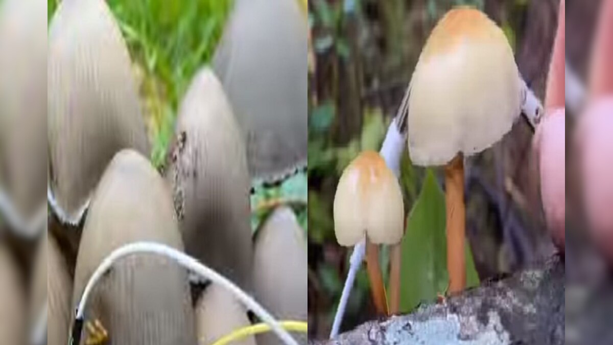 Canada man makes mushroom music video viral mhpl - अद्भुत! ...अन् ...