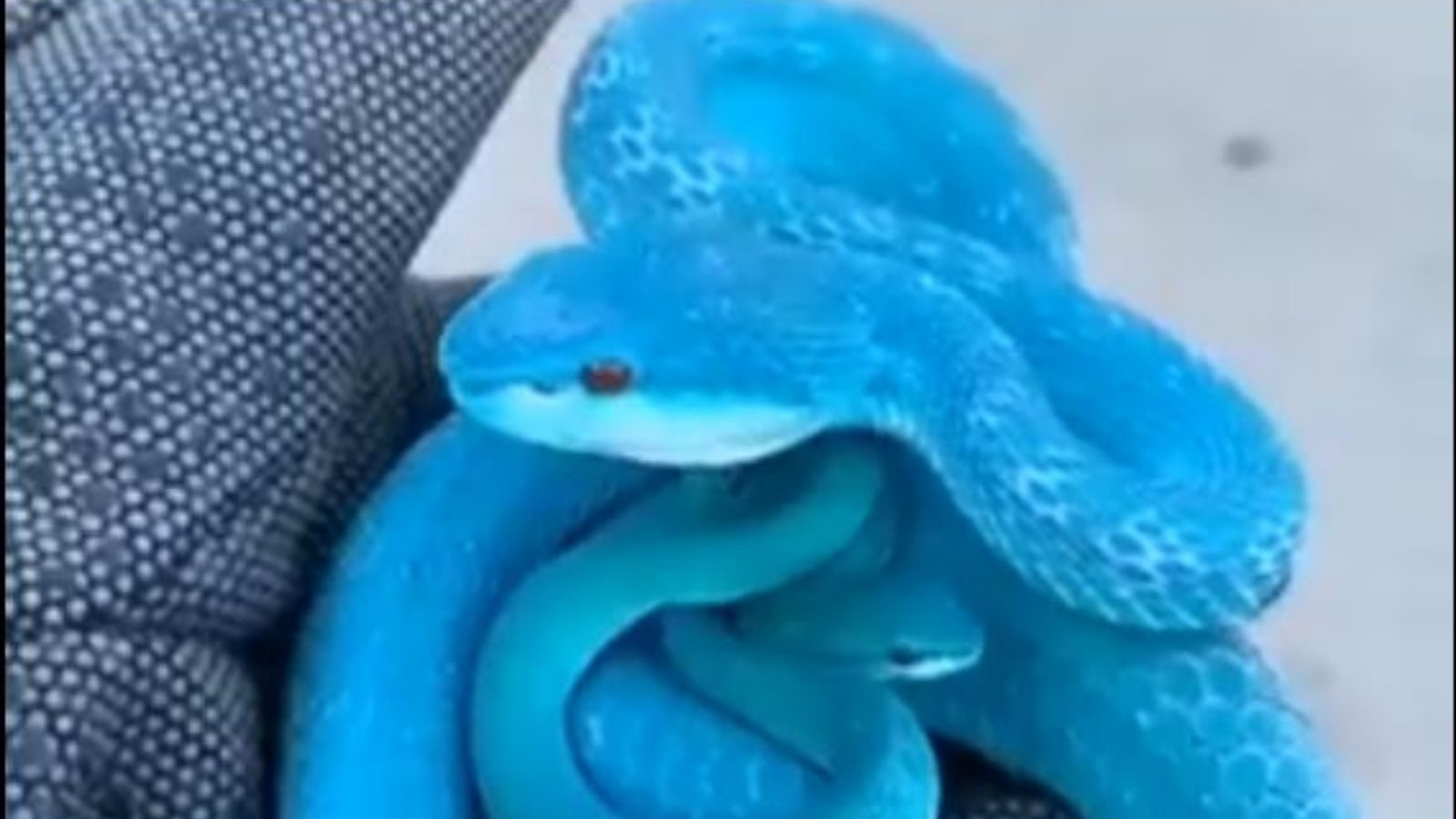 Video of poisonous blue snake goes viral on social media mhkp - निळ्या ...