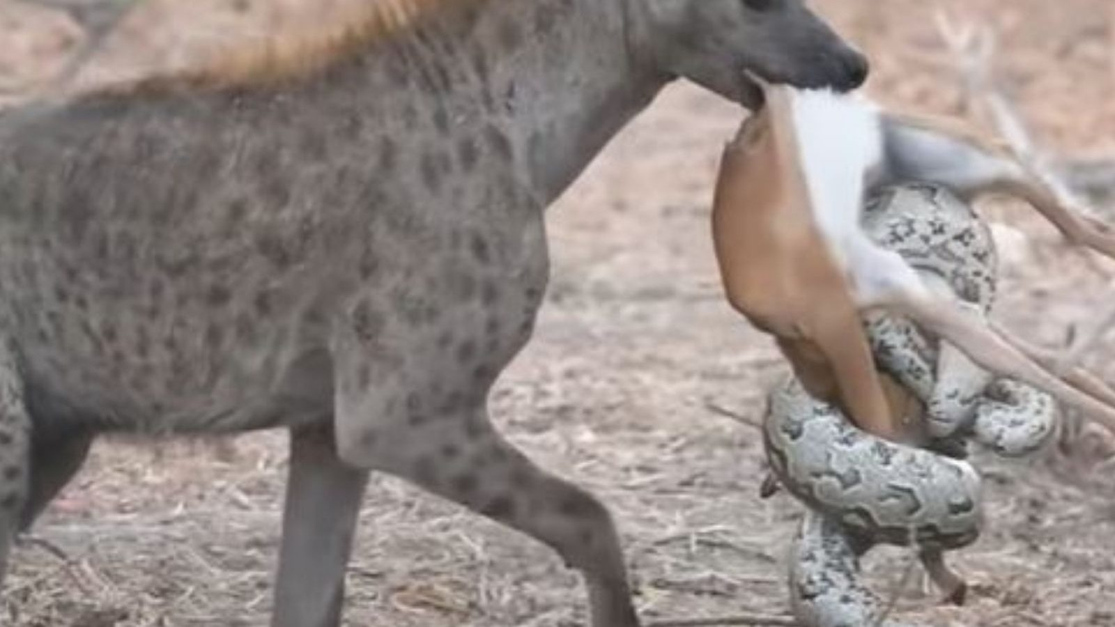Fight of python and hyena for baby impala shocking video viral mhkp ...