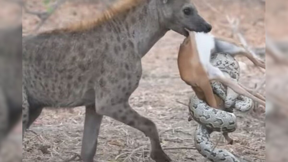 Fight of python and hyena for baby impala shocking video viral mhkp ...