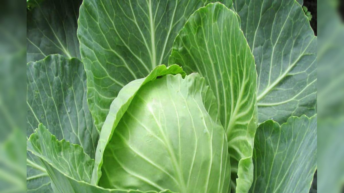 The tapeworm of cabbage which can reach in human brain and can give ...