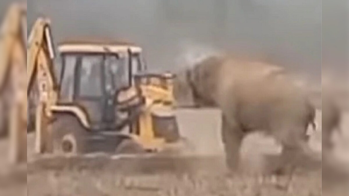 Clash between elephant jcb fight video viral mhpl - OMG! चवताळलेला ...