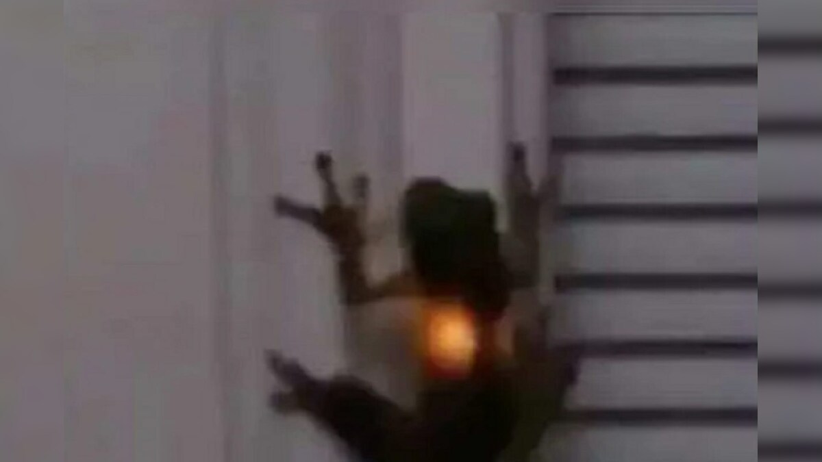 Lighting in frog stomach eat swallow firefly video viral mhpl - OMG! हे ...