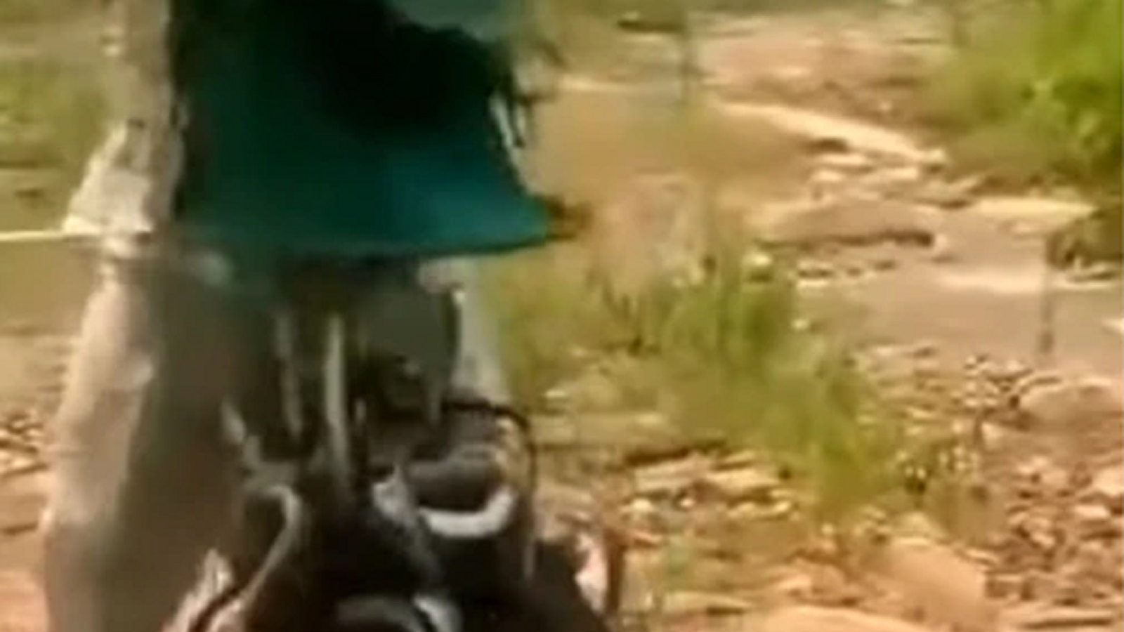 300 snake released from bag shocking video viral mhpl - VIDEO ...