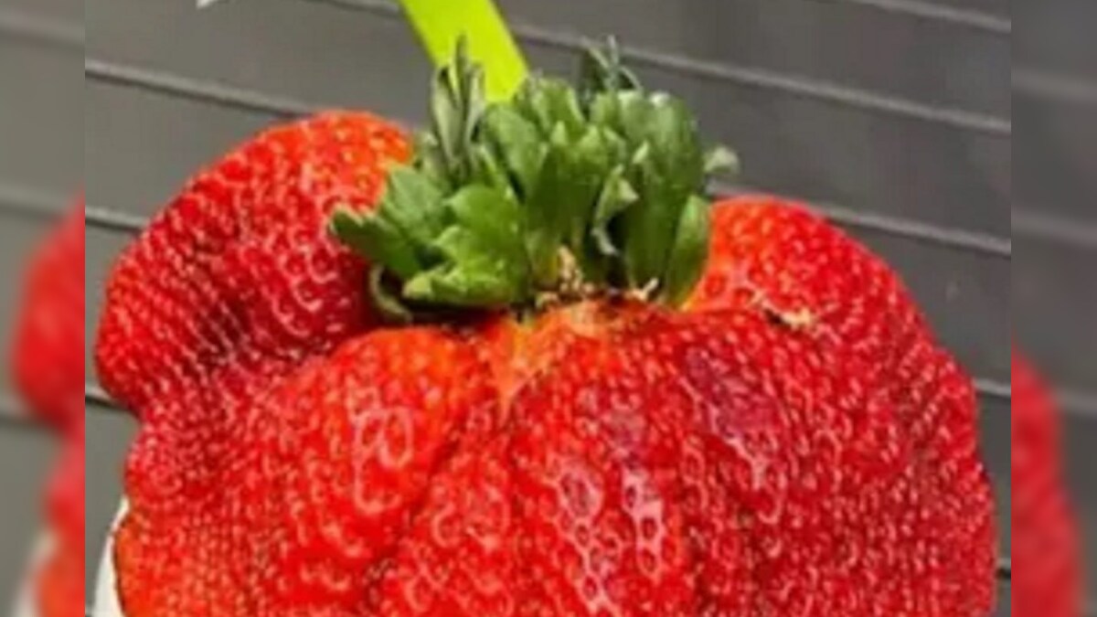 Israel man grows world heaviest and big strawberry guinness world ...