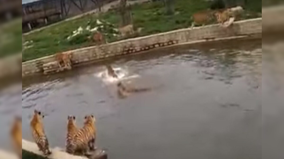 More than 12 tigers attack on one duck but could not hunt small bird ...