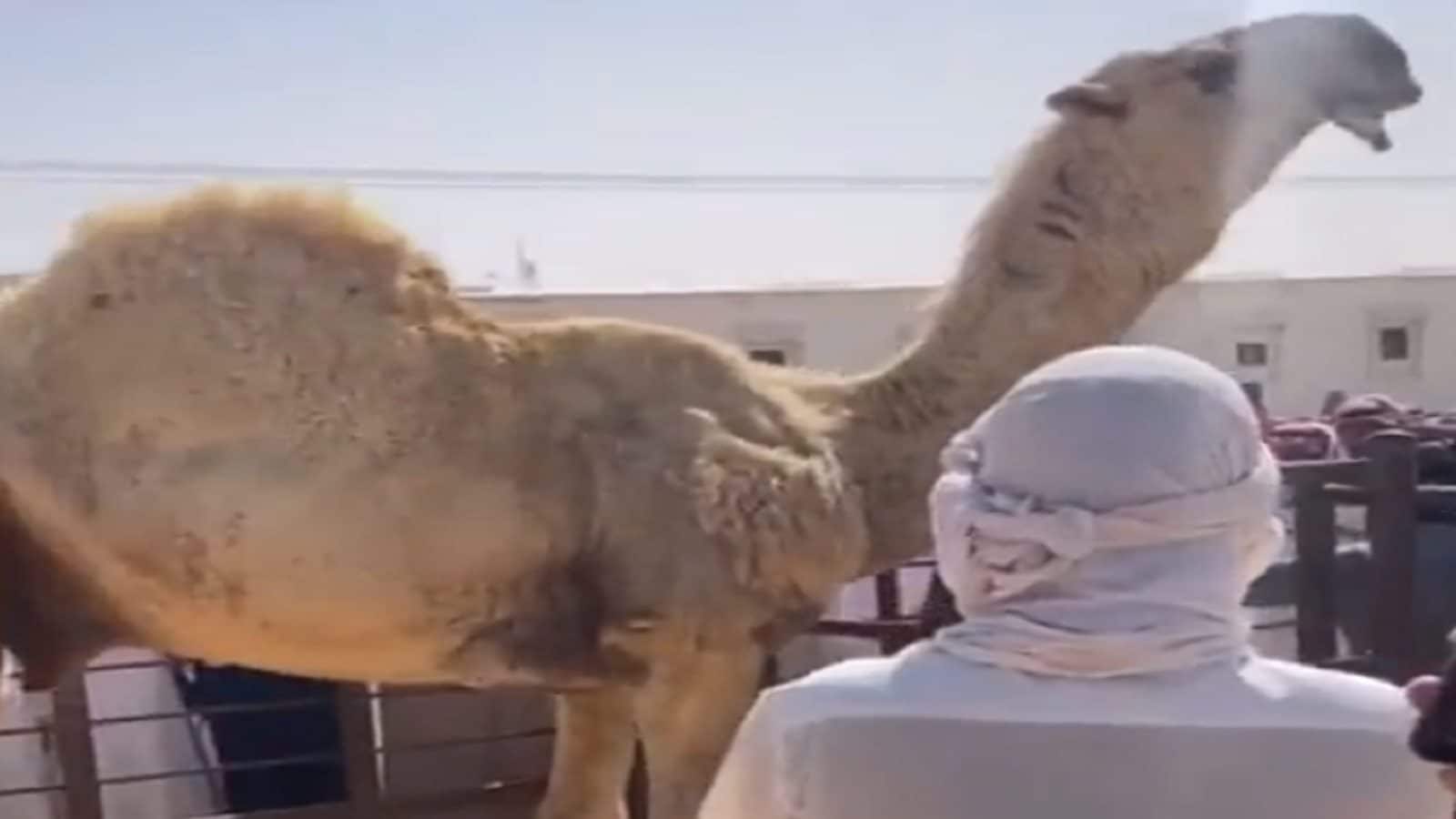 World most expensive camel sold for 14 crores know all about it mhpl ...
