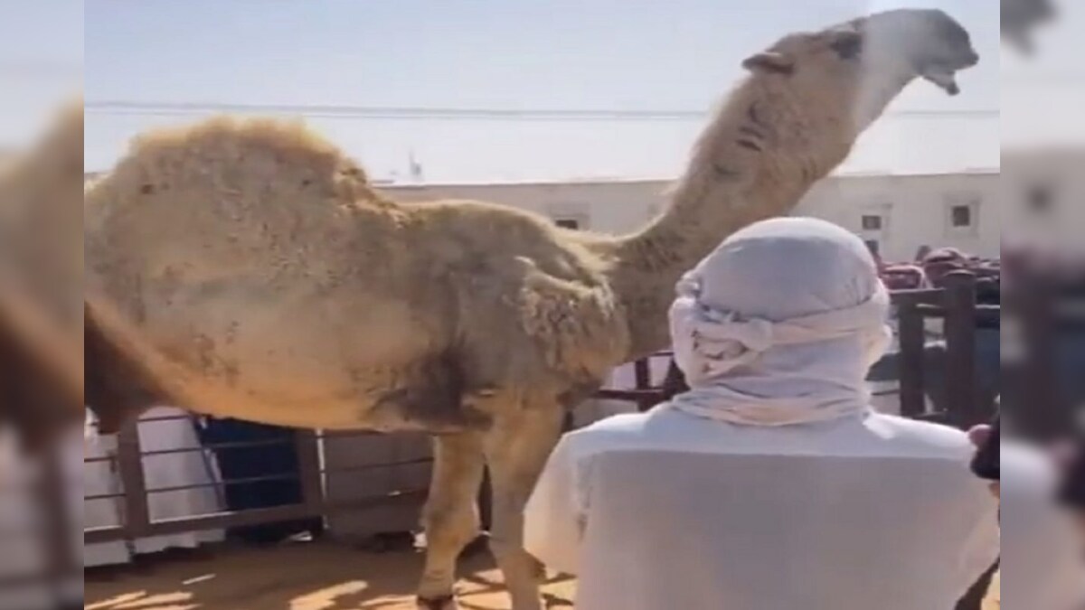 World most expensive camel sold for 14 crores know all about it mhpl ...