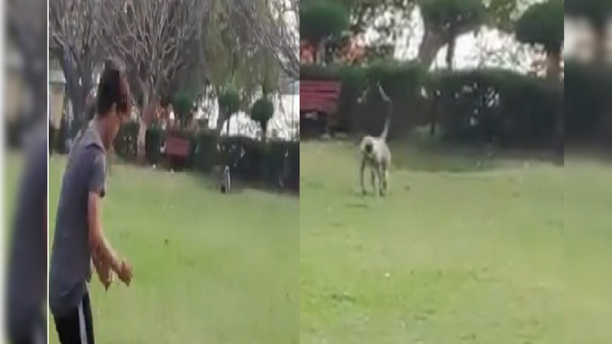 Copycat monkey backflip twice challenge to man video viral mhpl - शेरास ...