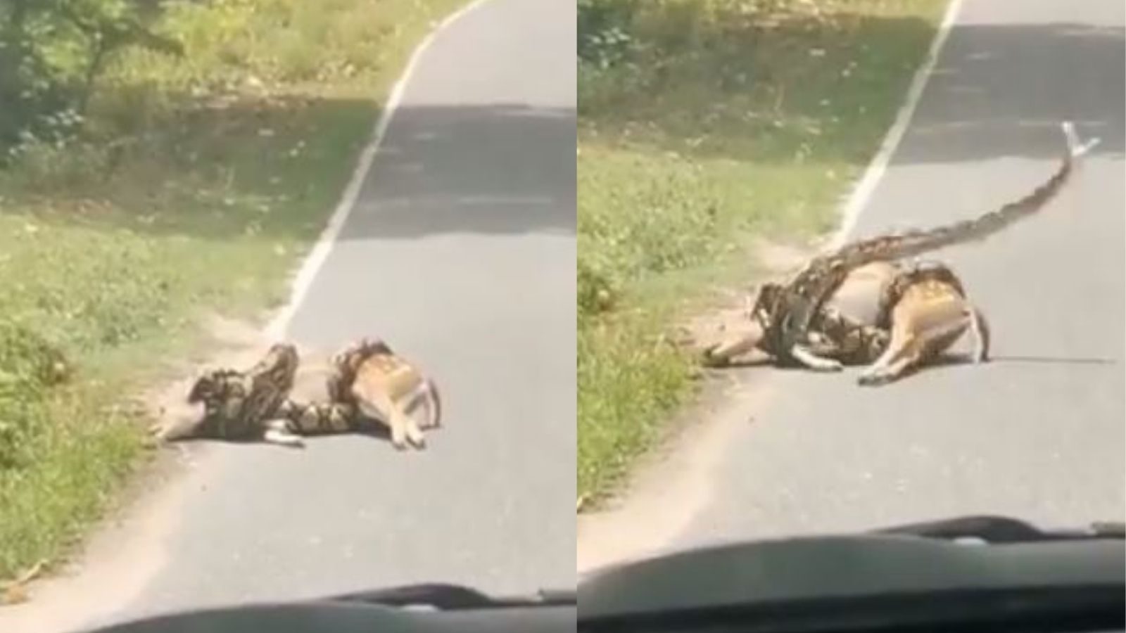 Python attacked on a man while trying to swallow deer shocking video ...