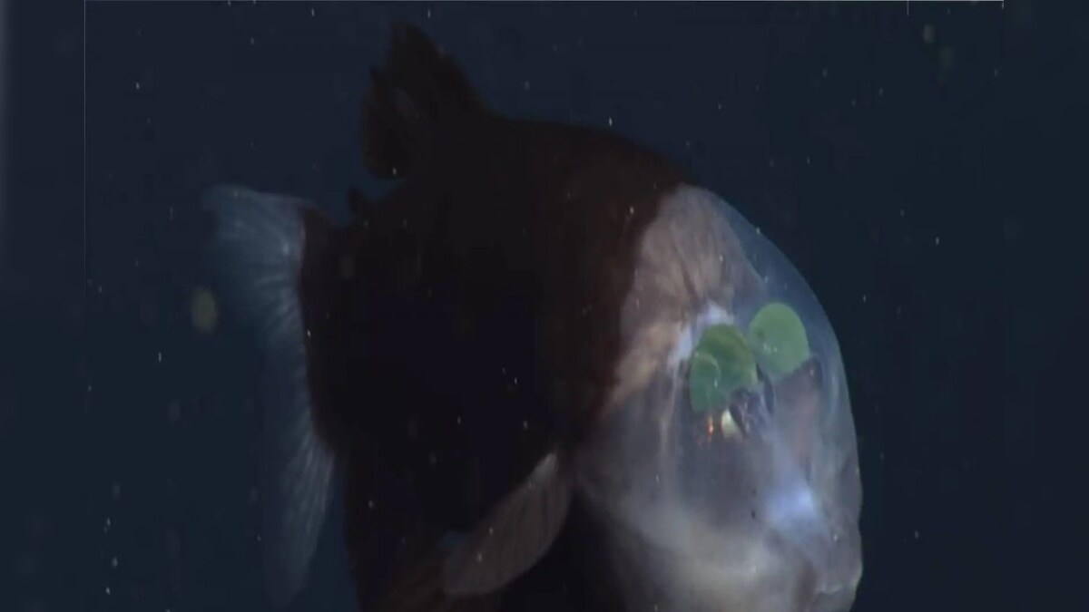 Deep sea weird eye fish Barreleye Fish photos went viral check her mhjb ...