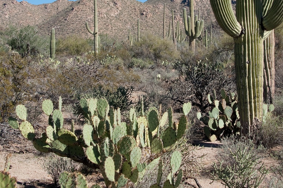 Cactus are also affected by climate change many species face extinction ...