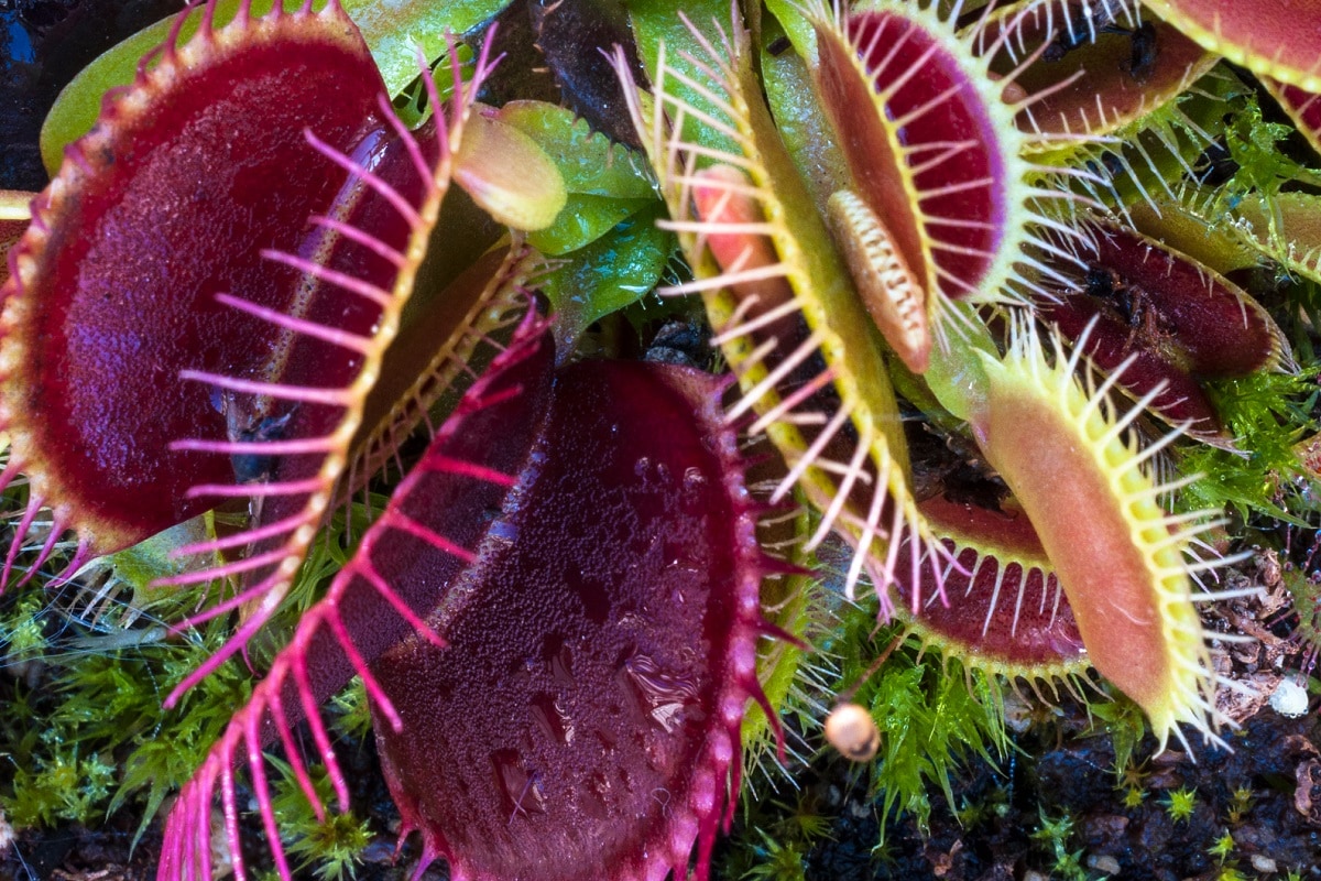 Plants turn into a predator know how and why mh pr - अखेर काही वनस्पती ...