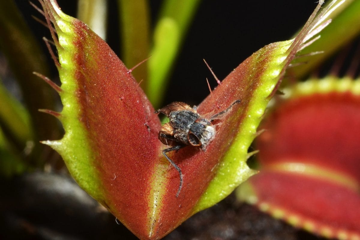 Plants turn into a predator know how and why mh pr - अखेर काही वनस्पती ...