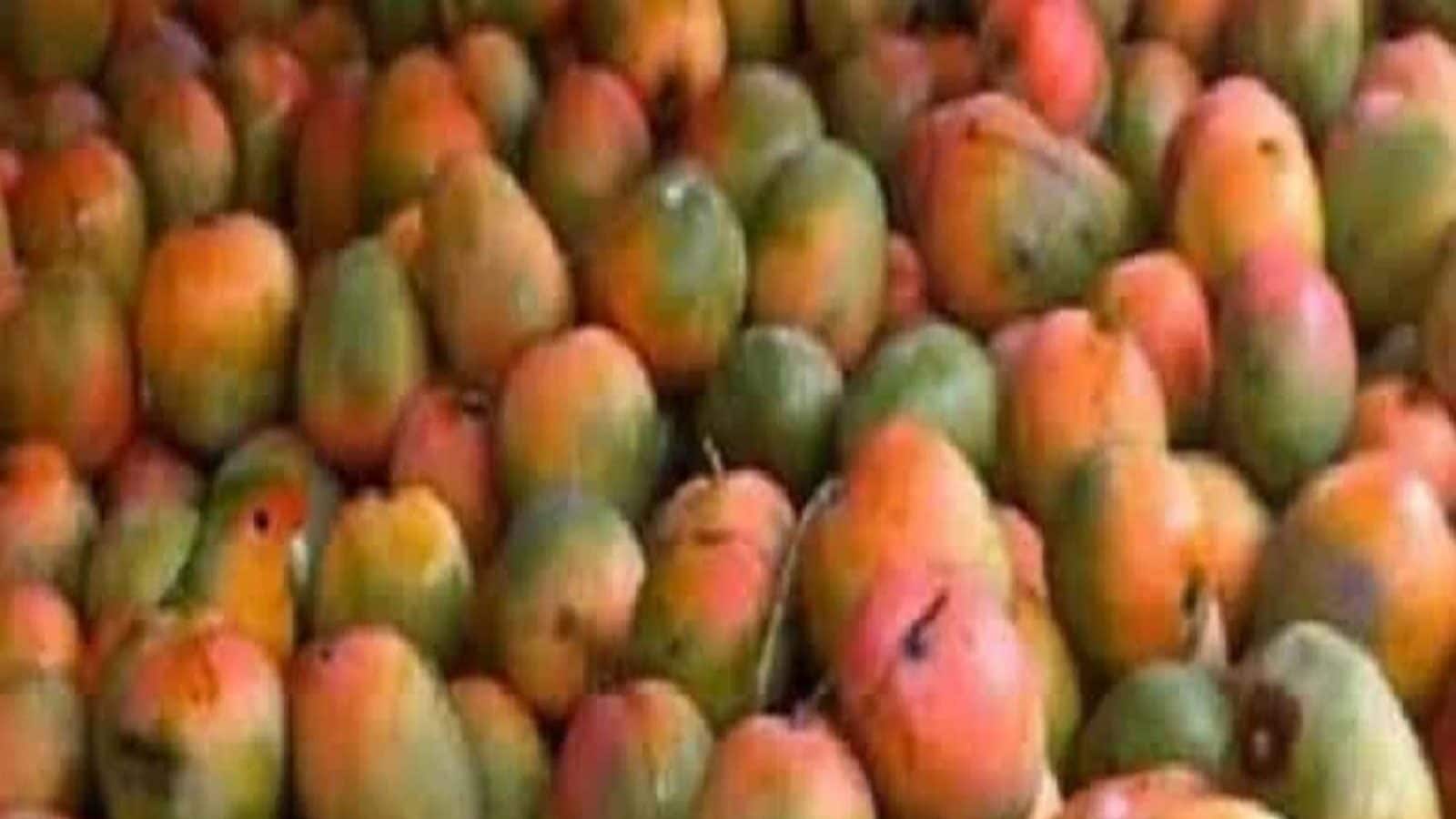 Find parrot hidden in mango photo quizz viral on social media mhpl ...