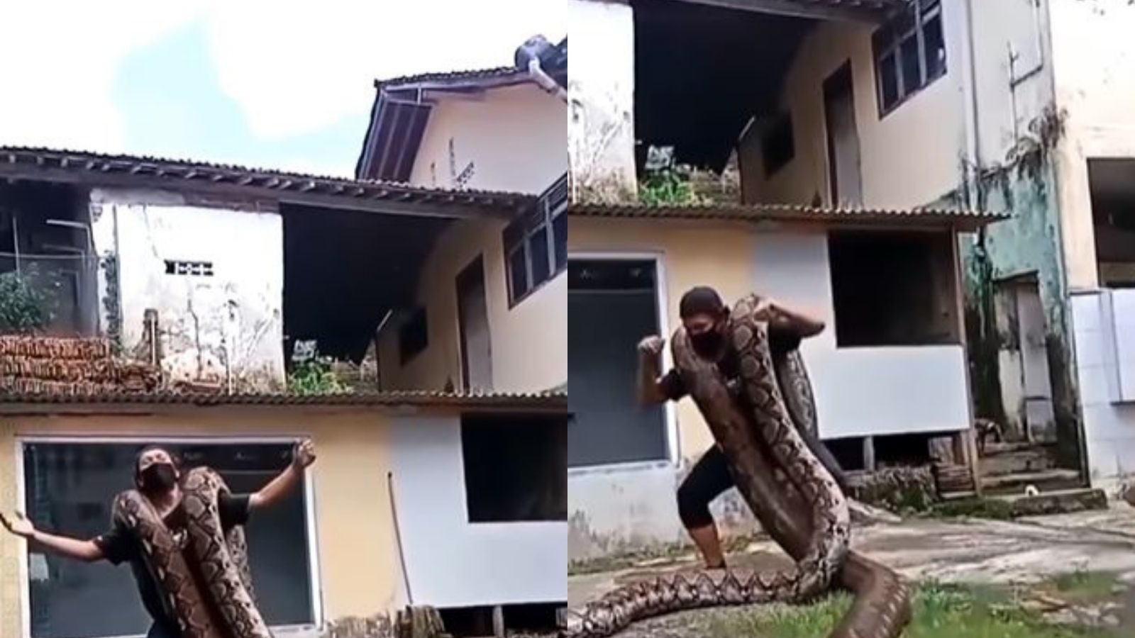 Man dancing with 2 pythons on shoulder shocking video viral mhkp - OMG ...