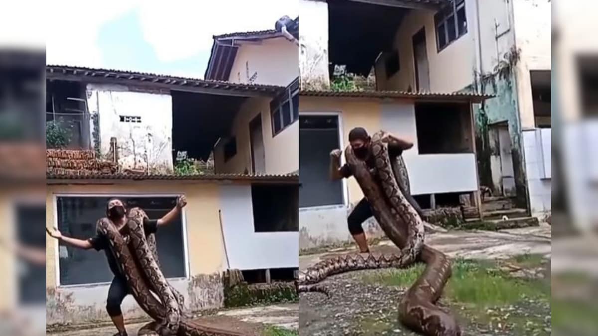 Man dancing with 2 pythons on shoulder shocking video viral mhkp - OMG ...