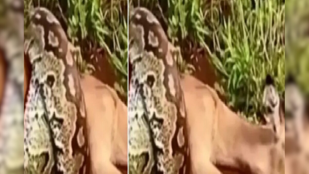 Python swallow deer alive shocking video viral mhpl - जिवंत हरणाची ...