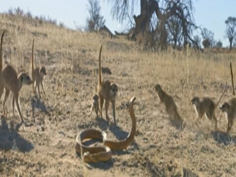 Meerakt mongoose gang fight with alone cobra snake watch the end of ...