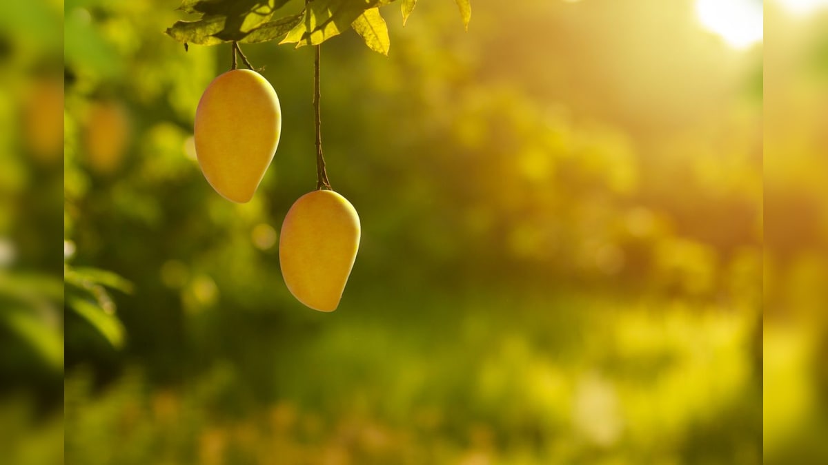 Why sweet mango can give blisters and allergy reason is a chemical mh ...